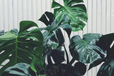 Plant Delivery Bangkok - Karaket Garden